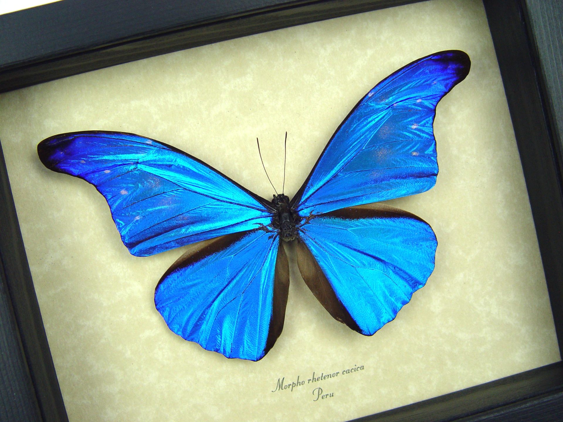 Morpho rhetenor cacica Blue Morpho Butterfly - Framed Taxidermy