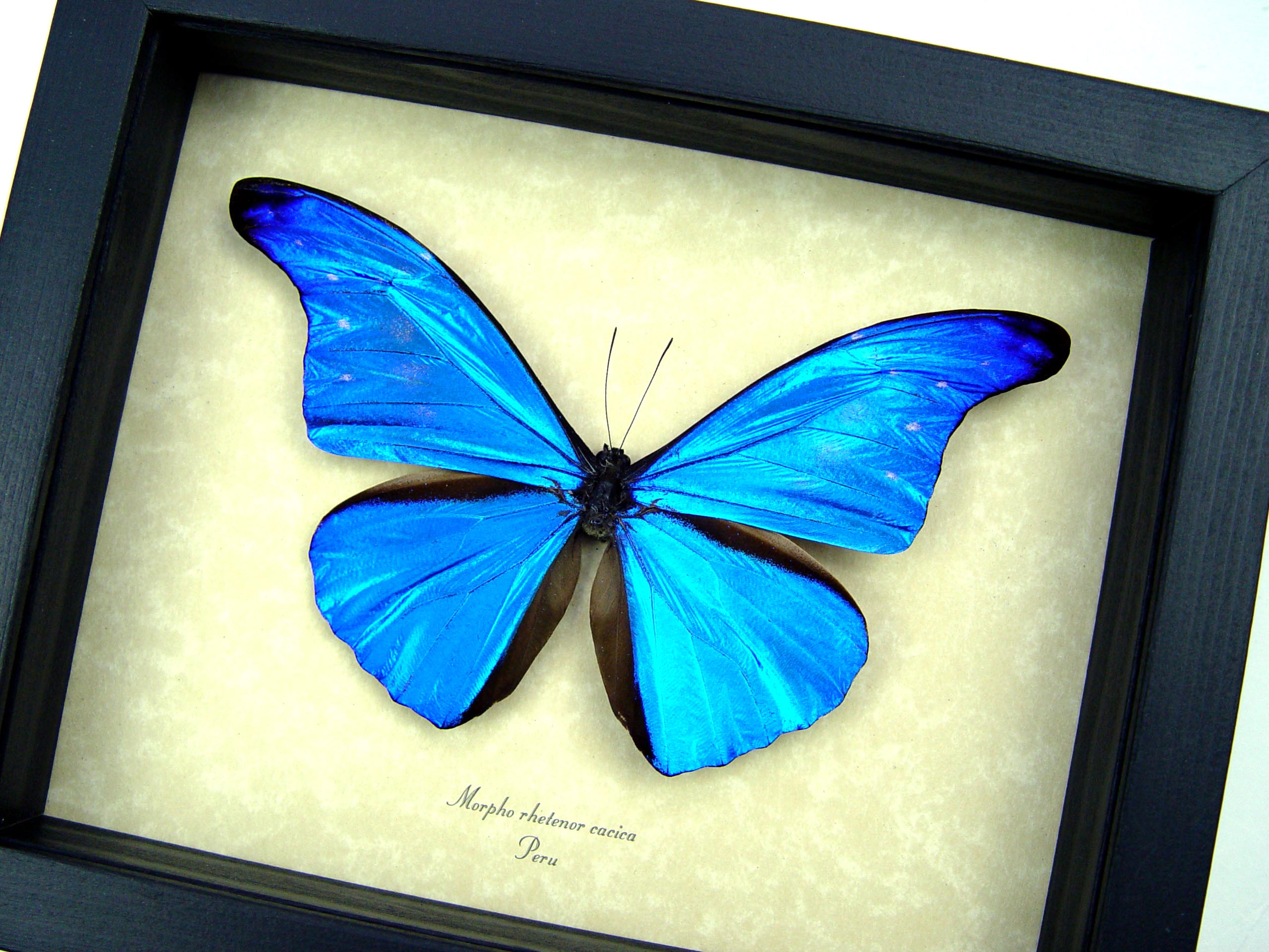 Morpho rhetenor cacica - Blue Morpho Butterfly - Real Framed Butterfly