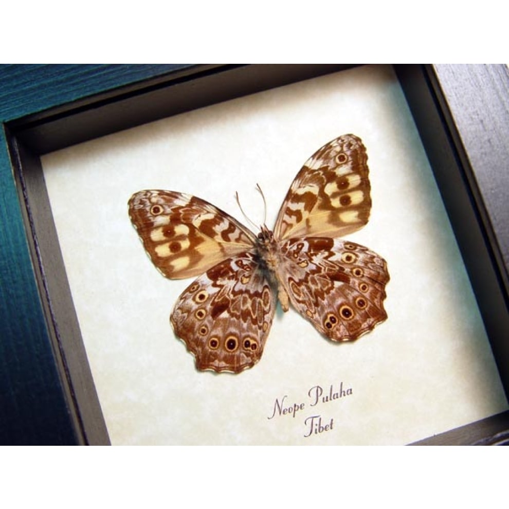 Neope pulaha Veined Labyrinth Tibet - Butterfly Designs USA