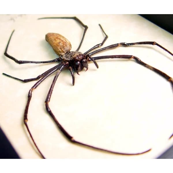 Orb Weaver - Framed Spider - Real Framed Spider