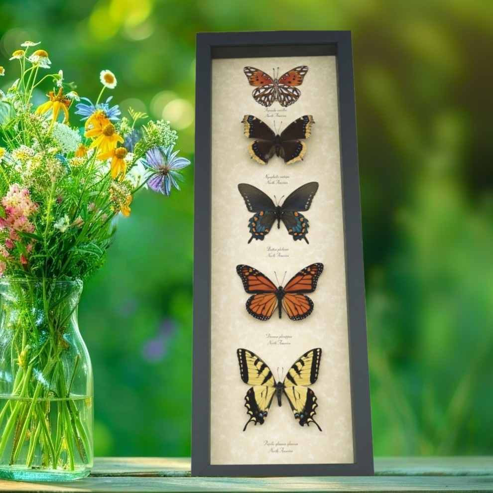 North American Butterfly Collection - real framed butterflies