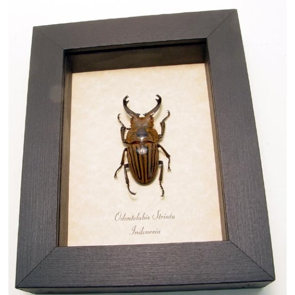 Odontolabis striata Stag Beetle - Butterfly Designs USA