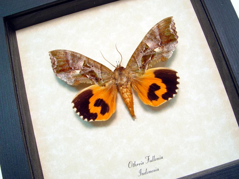 Othreis fullonia Fruit Piercing Moth - Framed Taxidermy Display