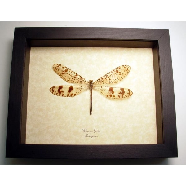 Palpares Giant Madagascar Antlion - Framed Taxidermy Display