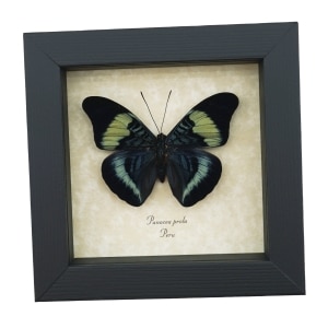 Panacea prola Prola Beauty Butterfly - Framed Taxidermy Display