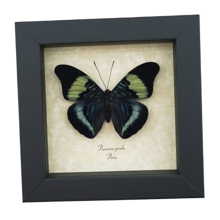 Panacea prola Prola Beauty Butterfly - Framed Taxidermy Display