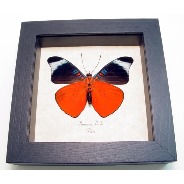 Panacea prola Verso Red Flasher Butterfly - Framed Taxidermy