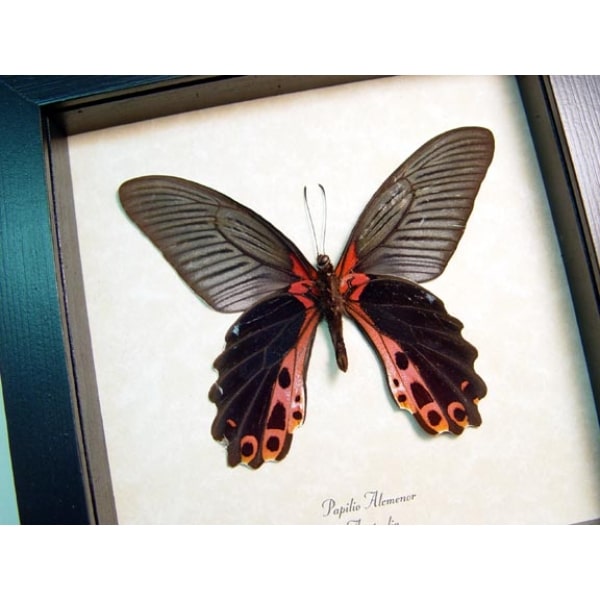 Real Framed Black Butterfly - Papilio alcmenor Verso Taxidermy