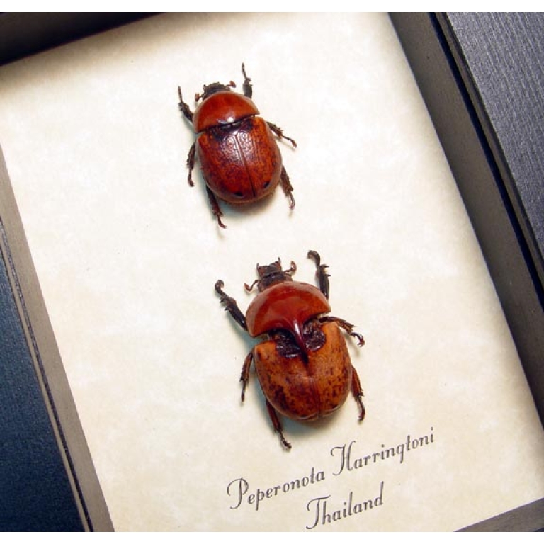 Peperonota harringtoni Pair Scarab Beetles - Orange Beetles