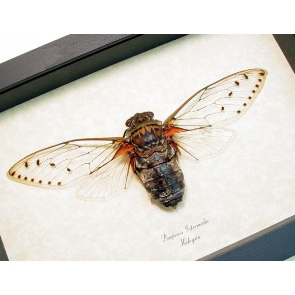 Pomponia intermedia Giant Clear Winged Cicada