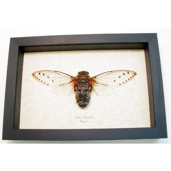 Pomponia intermedia Giant Clear Winged Cicada