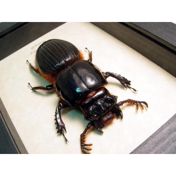 Proculus goryi 62mm Bess Bug - Framed Beetle Taxidermy Display