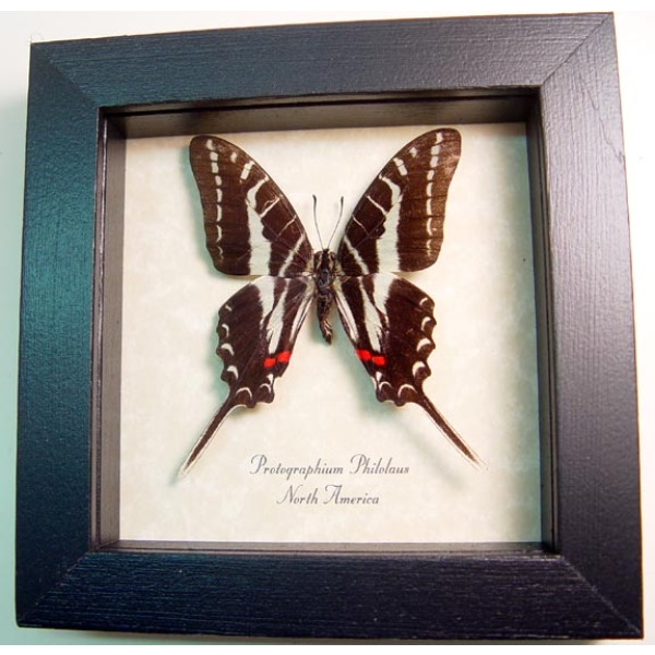 Protographium philolaus Butterfly Dark Zebra Swallowtail