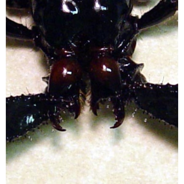 Real Framed Taxidermy Display - Heterometrus laoticus Scorpion