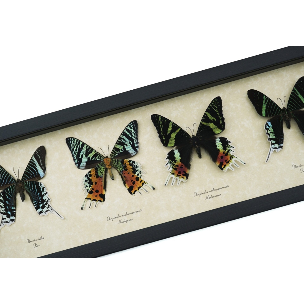 Sunset Moth Collection - Madagascar Moths Urania Rhipheus leilus