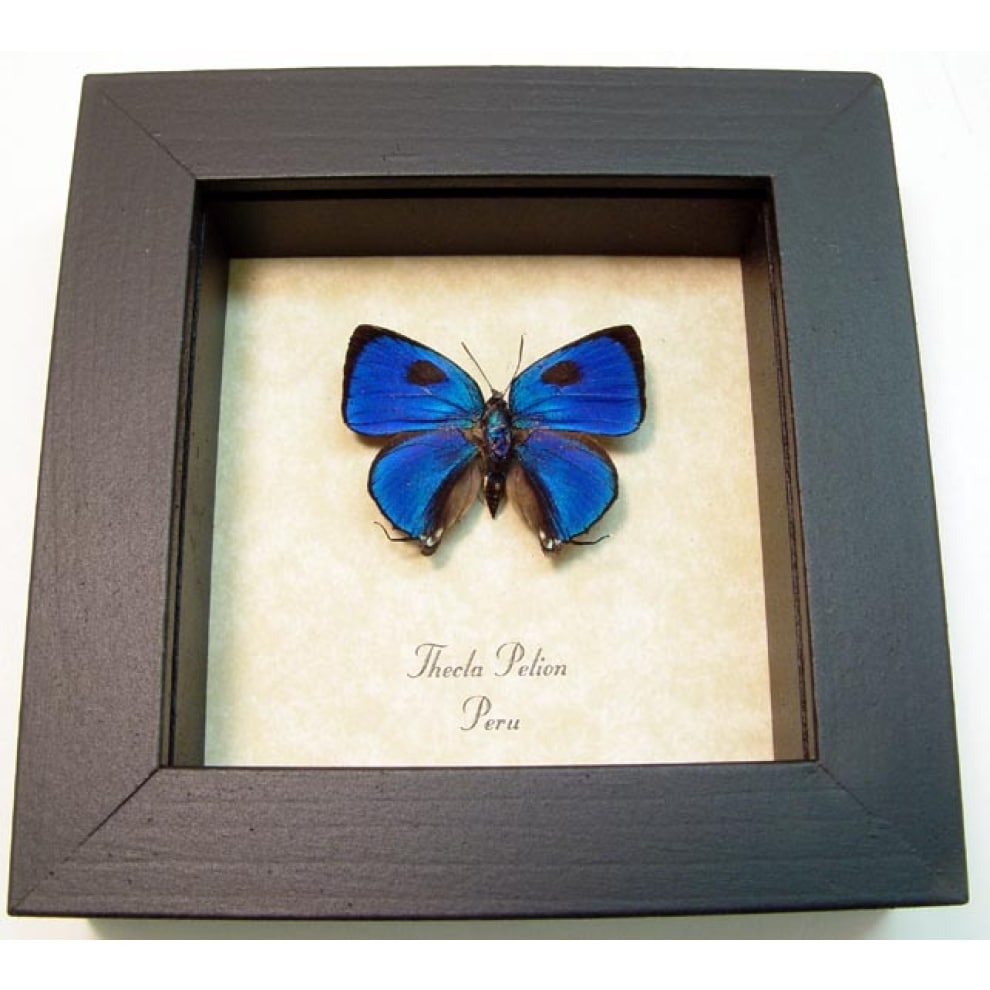 Thecla pelion Blue Hairstreak - Framed Butterfly Taxidermy Display