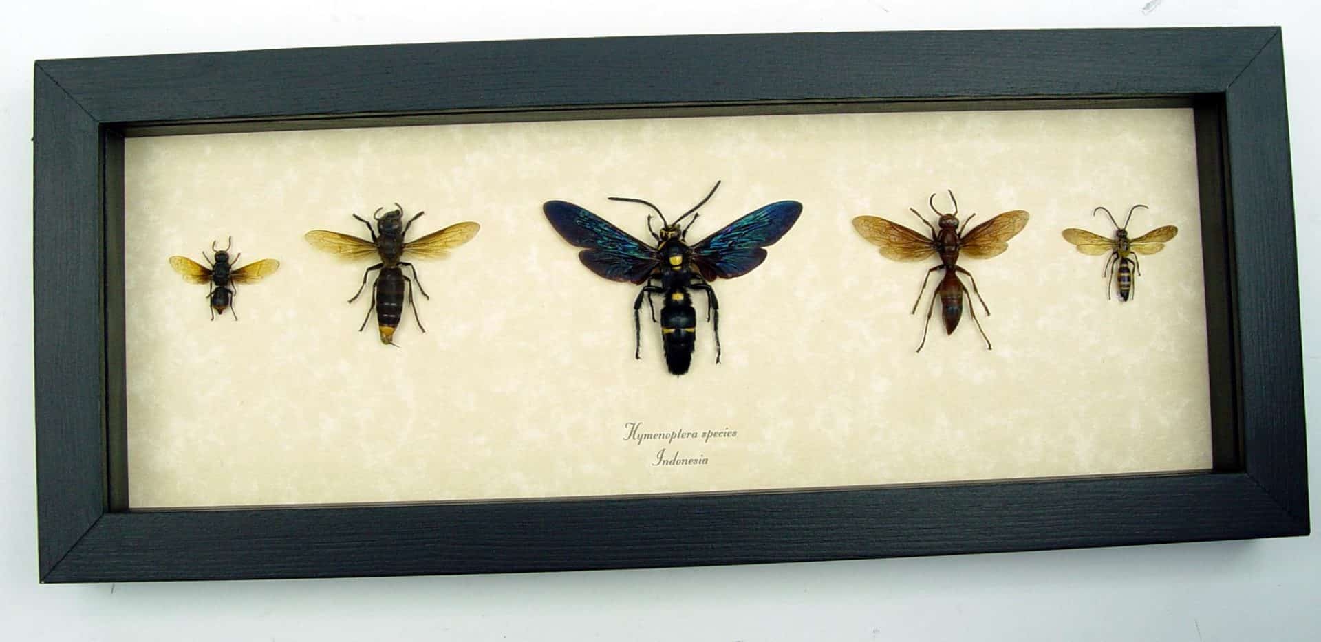 Wasp Collection 5 Exotic Wasps - Framed Display Hymenoptera Species