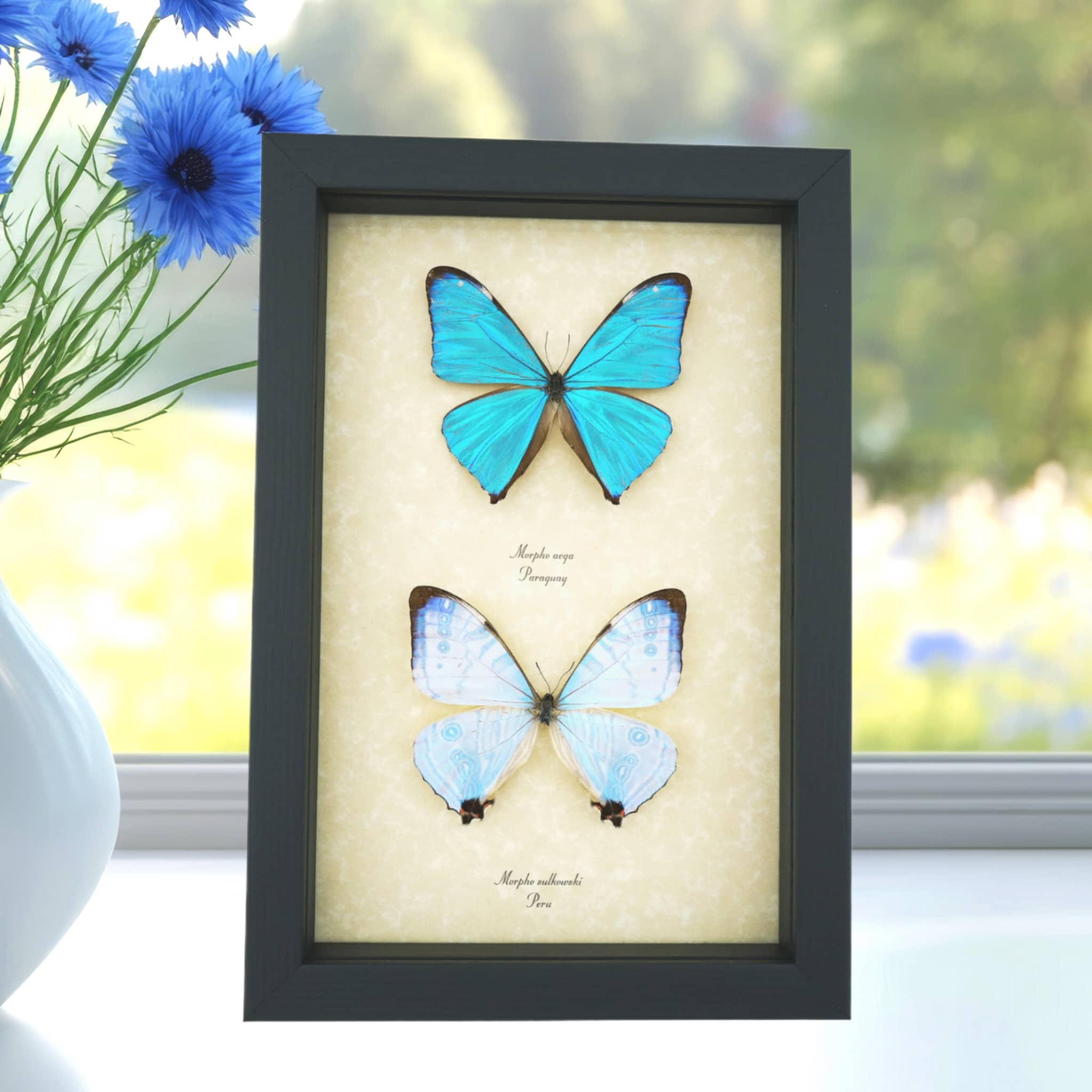 Morpho Aega Morpho sulkowski Butterflies - Framed Taxidermy