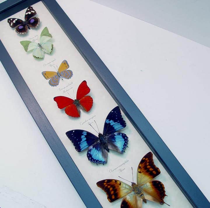 African Butterfly Collection - Framed butterflies - Real Framed Butterflies