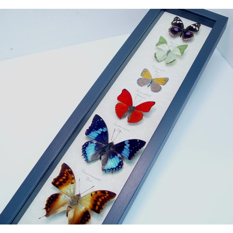 Butterfly sets - Framed butterfly displays - Real butterfly arrangements