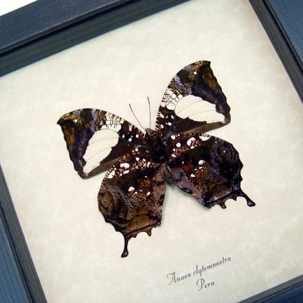 6.5 inch x 6.5 inch Framed Insect Displays - Shop By Size Butterflies