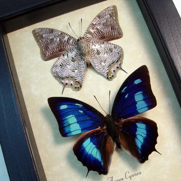 Blue Butterflies Insects Shop By Color - Sorted by Specimen Color