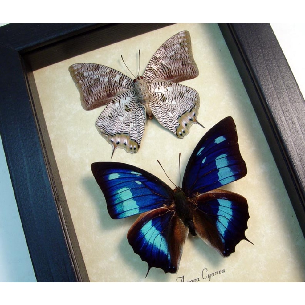 Butterfly sets - Framed butterfly displays - Real butterfly arrangements