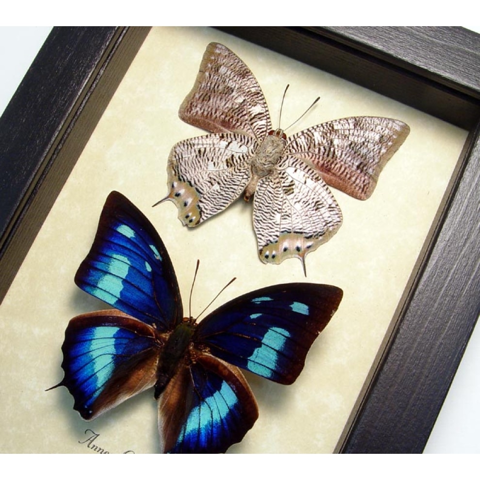 Anaea cyanea - Blue Butterflies - Real Framed butterfly