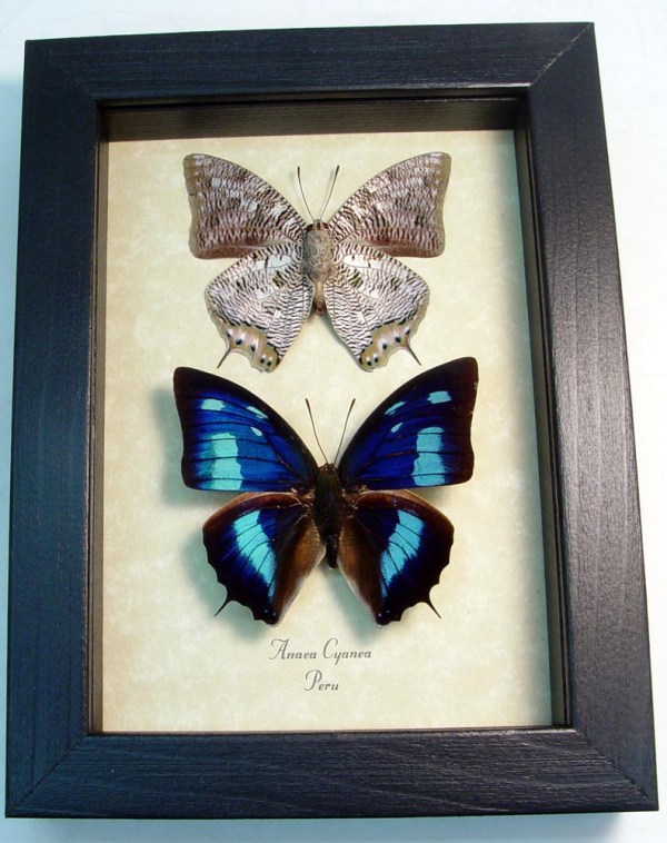 Anaea cyanea - Blue Butterflies - Real Framed butterfly