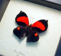Sale Items - Butterfly Designs USA Real Framed Butterflies & Insects