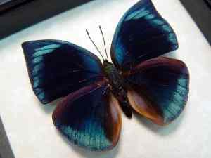 Sale Items - Butterfly Designs USA Real Framed Butterflies & Insects