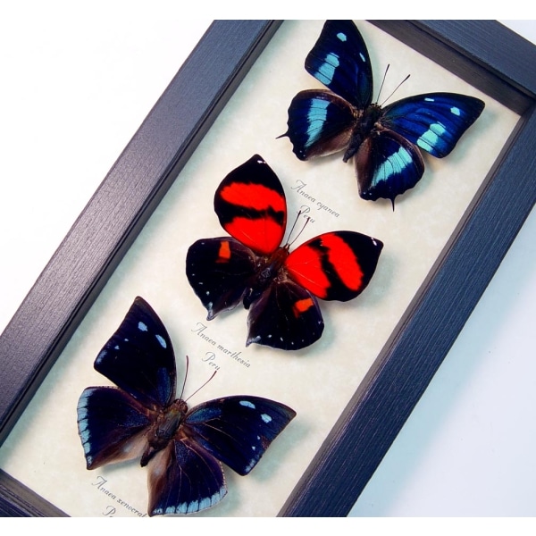 Framed Butterflies - Butterfly-Designs - Insect Taxidermy - real ...