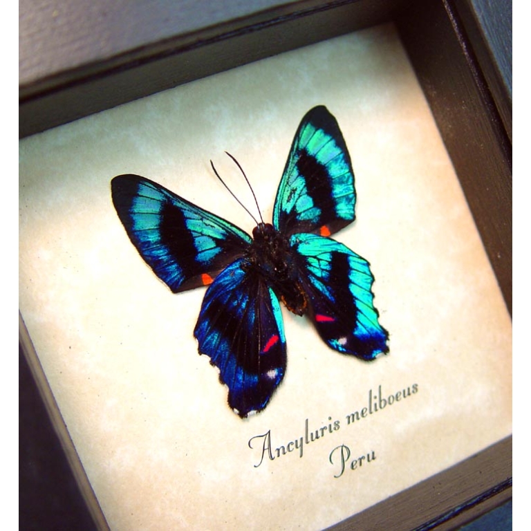 Ancyluris meliboeus - Meliboeus Swordtail - framed butterfly