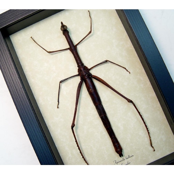 Apioscelis bulbosa - Jumping Stick Grasshopper - Real Framed Insect