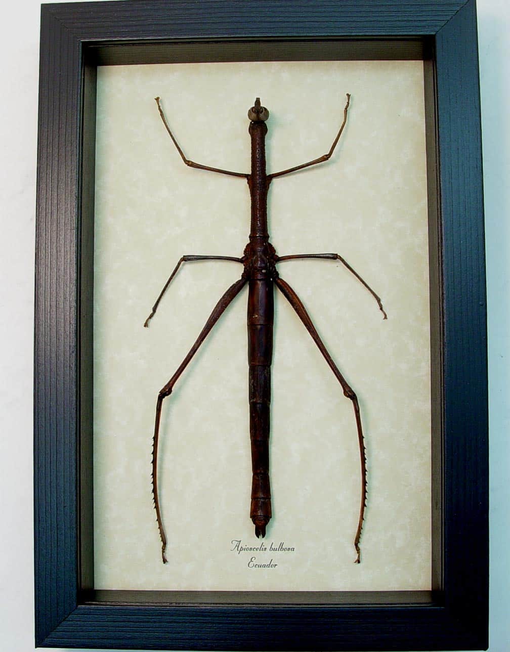 Apioscelis bulbosa - Jumping Stick Grasshopper - Real Framed Insect