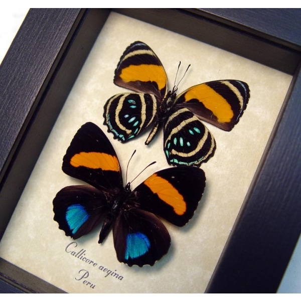 Callicore aegina pair - Blue Orange Framed Butterfly