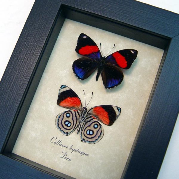 4 inch x 5 inch Framed Insect Displays - Shop By Size Butterflies