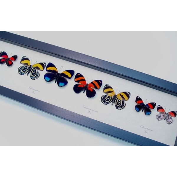 Callicore set Colorful Blue Orange Butterflies - Framed Taxidermy