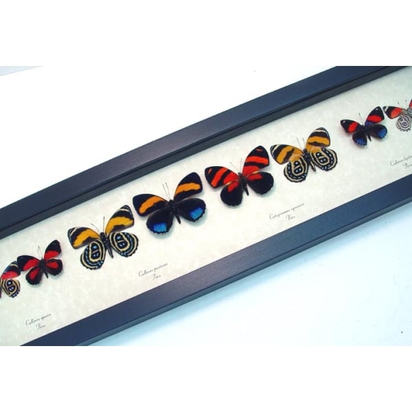 Butterfly Sets Real framed butterflies - We offer a large variety