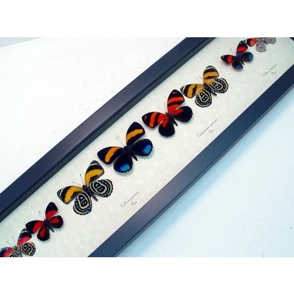 Butterfly Sets Real framed butterflies - We offer a large variety