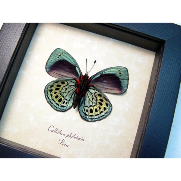 Charles Darwin Butterfly Callithea philotima verso