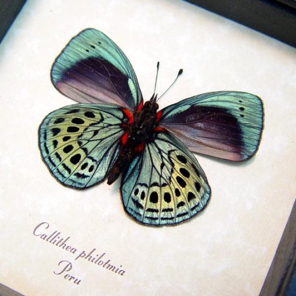 South American Butterflies - Real framed butterflies from South