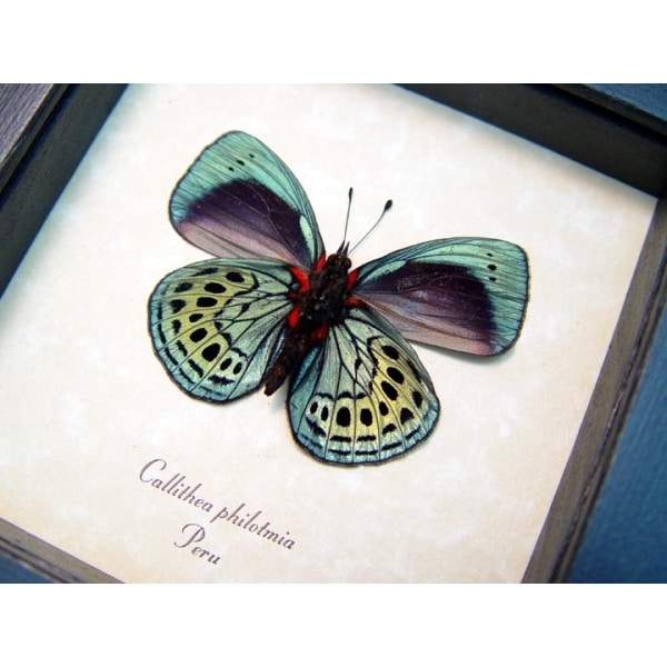 Charles Darwin Butterfly Callithea philotima verso