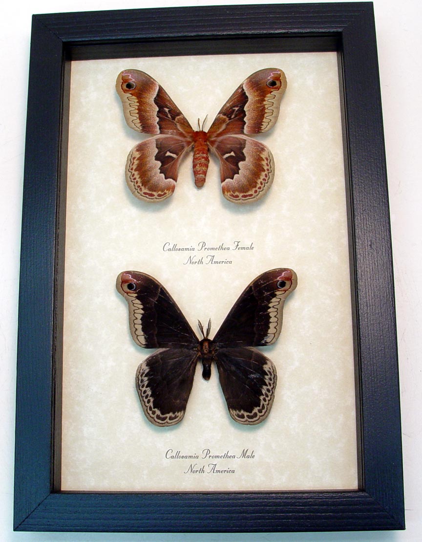 Callosamia promethea Pair - North American Silk Moth