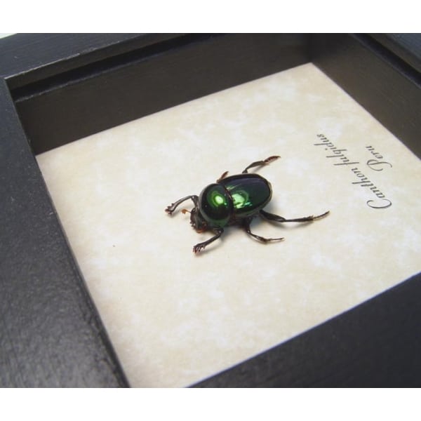 Canthon fulgidus Male Scarab - Shiny Green Beetle Framed