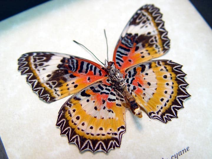 Cethosia cyane verso - Leopard Lacewing Butterfly - Real Framed Butterfly