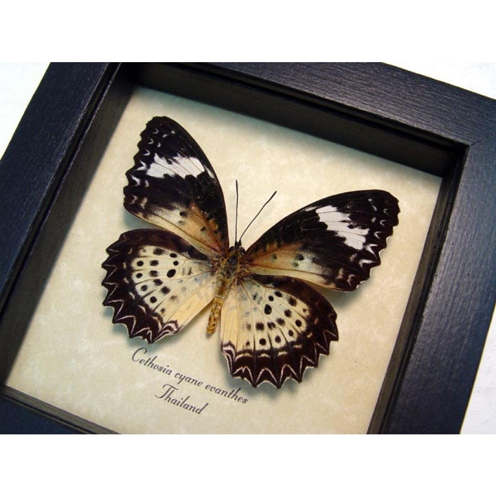 Cethosia Cyane euanthes Leopard Lacewing Butterfly - Framed