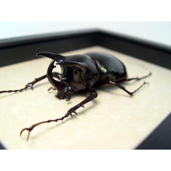 Chalcosoma caucasus - Rhino Beetle - Real Framed Beetle