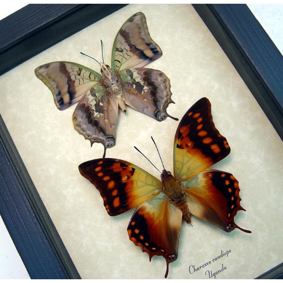 Charaxes candiope Framed African Butterflies - Butterfly Taxidermy