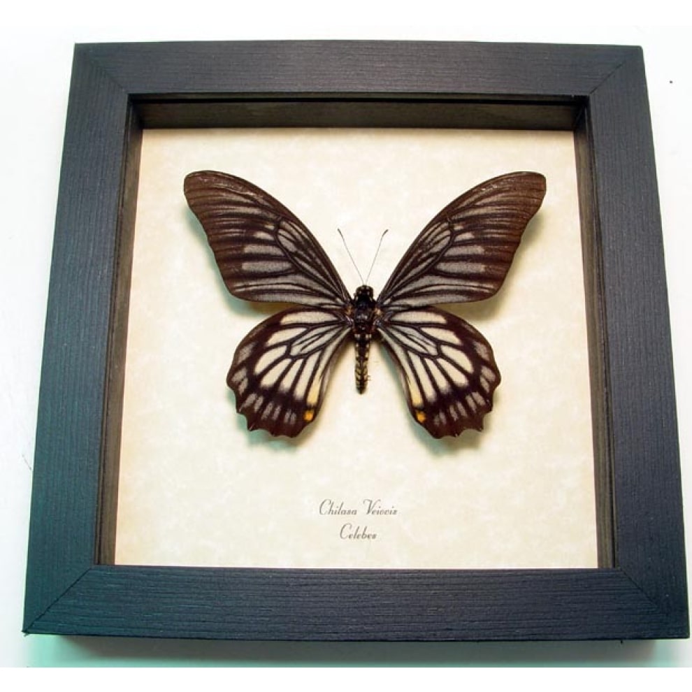 Chilasa veiovis - Black Gothic Skull Butterfly - framed butterfly